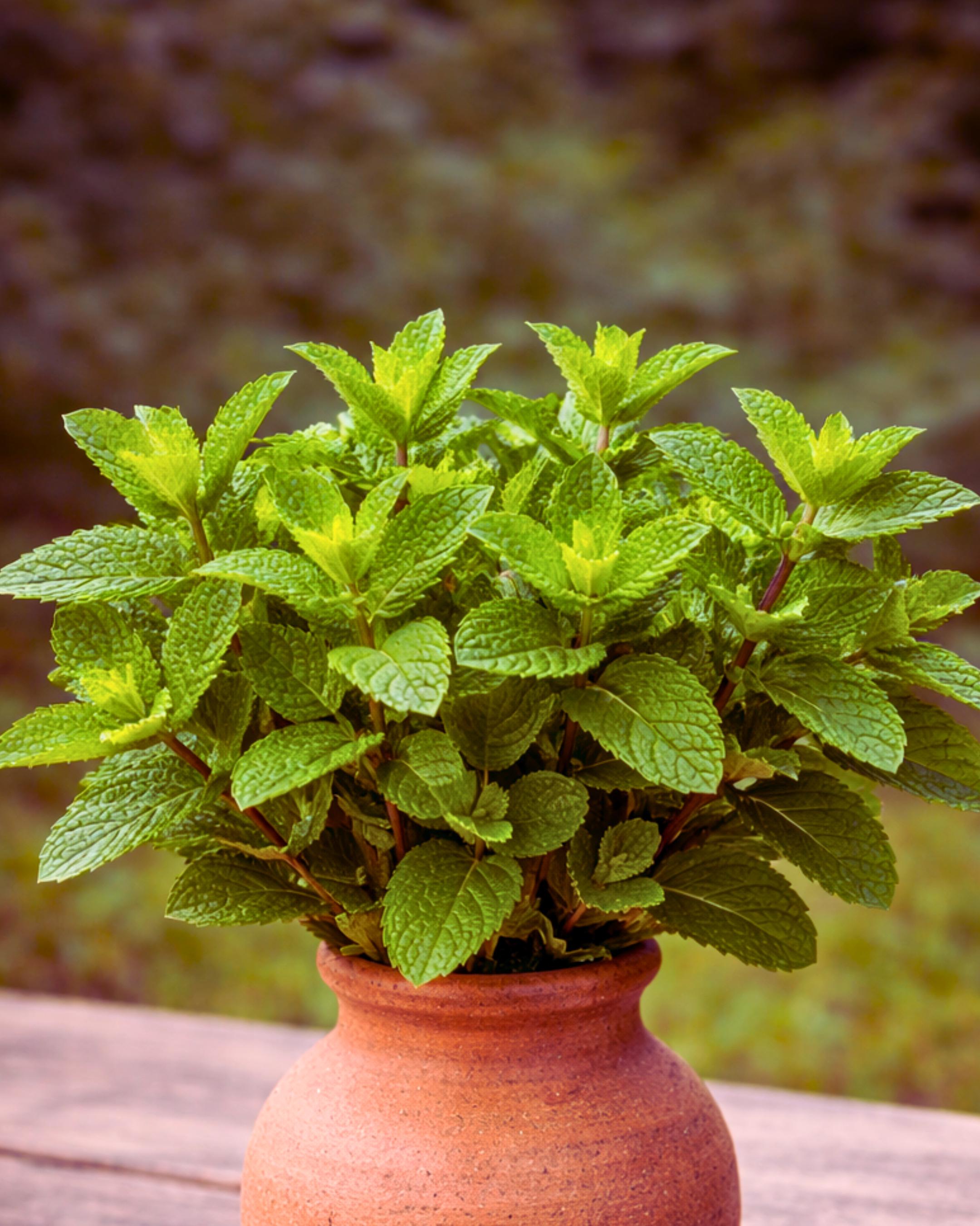 Peppermint Mentha Seeds, Fragrant Perennial Mint, Organic Herbal Tea ...