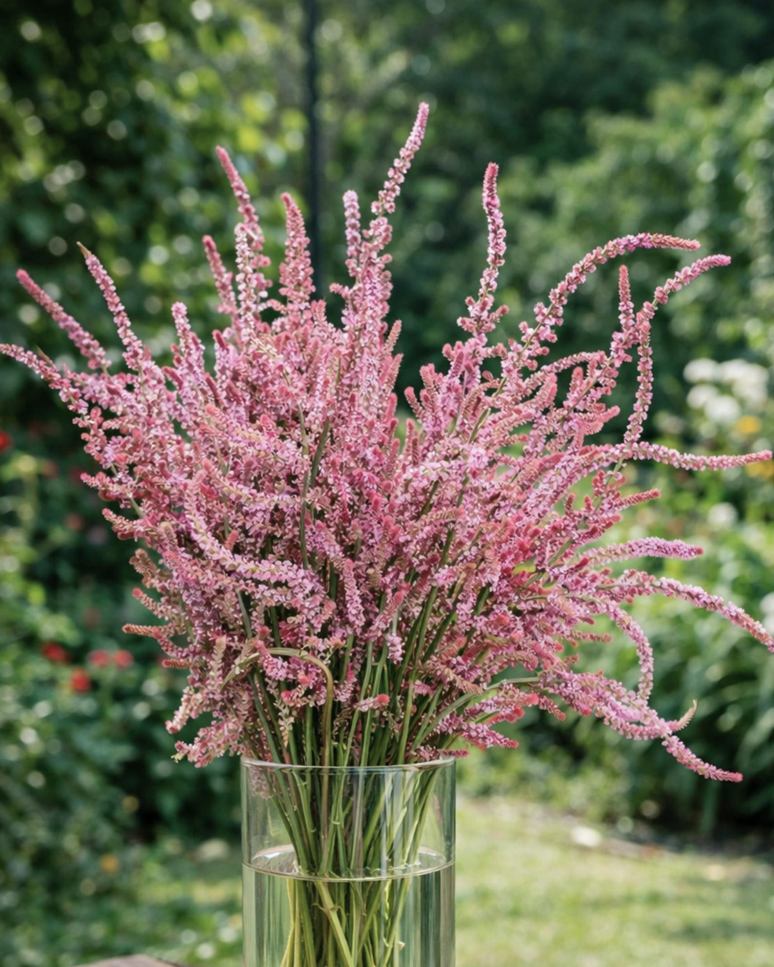 Pink Statice Seeds, 'pink Pokers' Everlasting Dried Blooms - Etsy