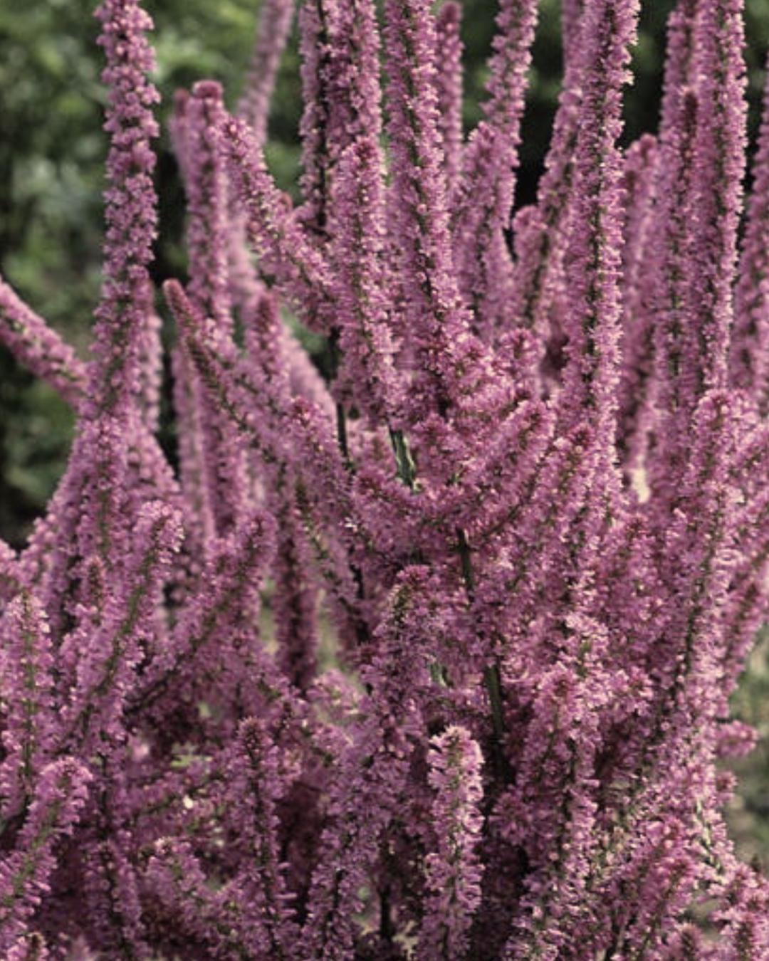 Pink Statice Seeds, 'pink Pokers' Everlasting Dried Blooms - Etsy