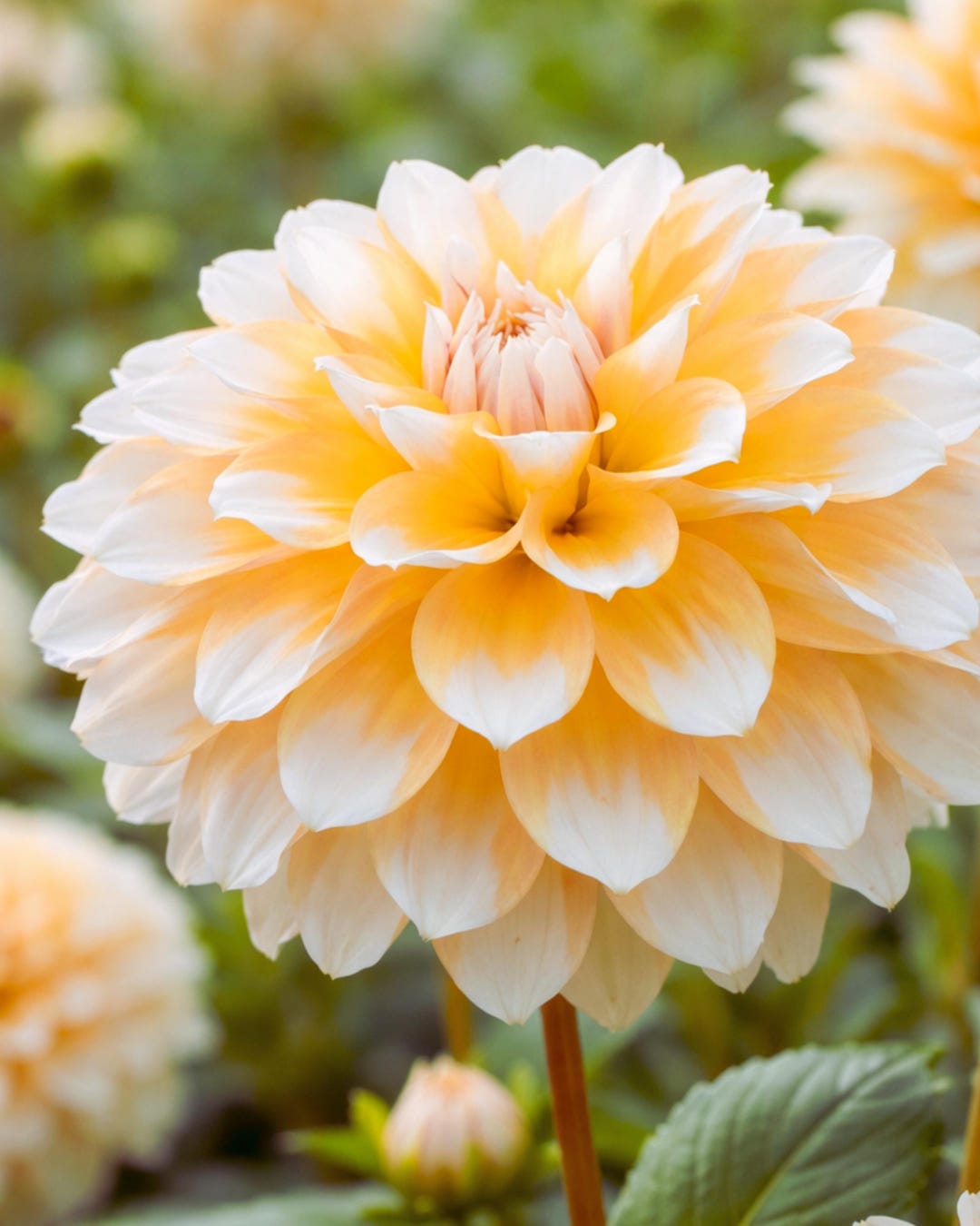 Dahlia Seattle Tuber, Yellow and White Decorative Flower for Cutting ...