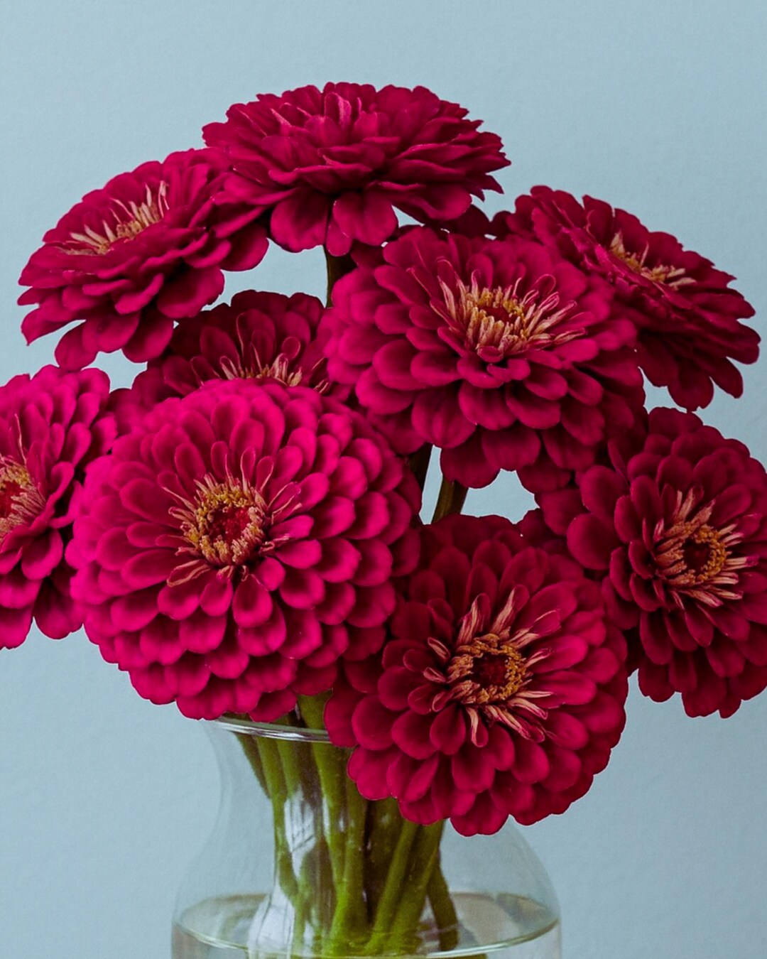 Benary’s Giant Wine Zinnia Seeds, Deep Red Color, Cut Flower Garden ...