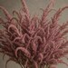 Pink Statice Seeds, 'pink Pokers' Everlasting Dried Blooms - Etsy