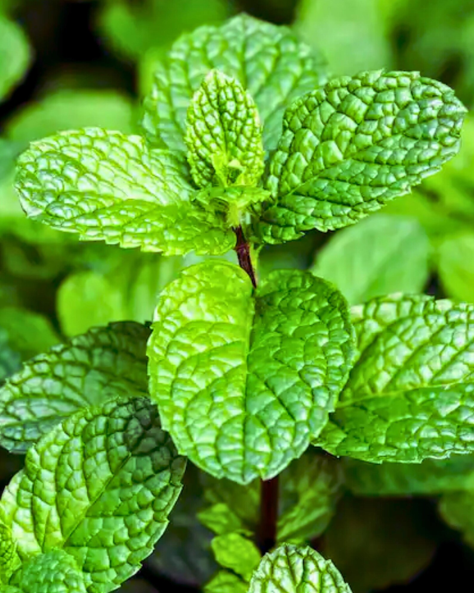 Peppermint Mentha Seeds, Fragrant Perennial Mint, Organic Herbal Tea ...