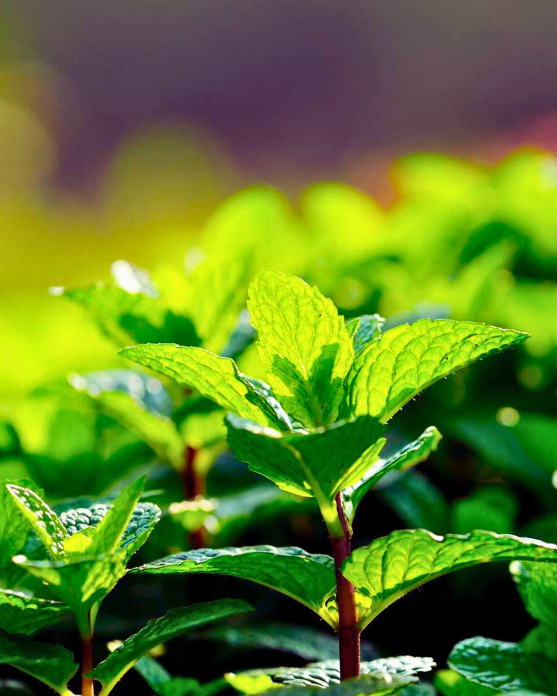 Peppermint Mentha Seeds, Fragrant Perennial Mint, Organic Herbal Tea ...