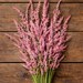 Pink Statice Seeds, 'pink Pokers' Everlasting Dried Blooms - Etsy