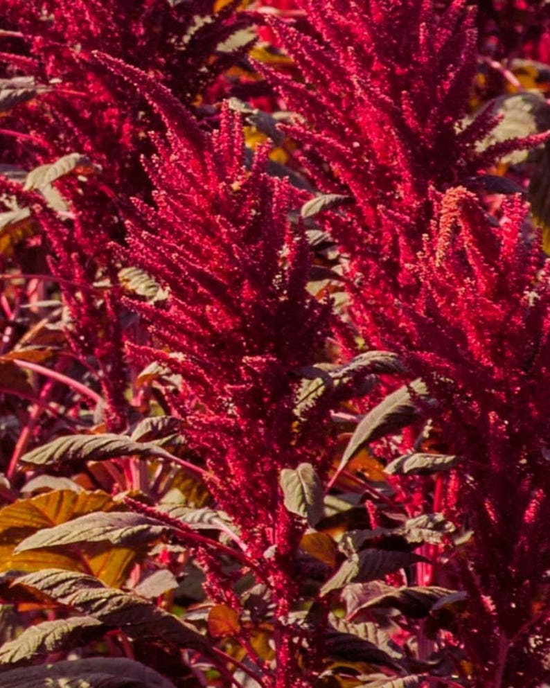 Red Spike Amaranth Seeds, Dramatic Cut Flower and Garden Accent - Etsy