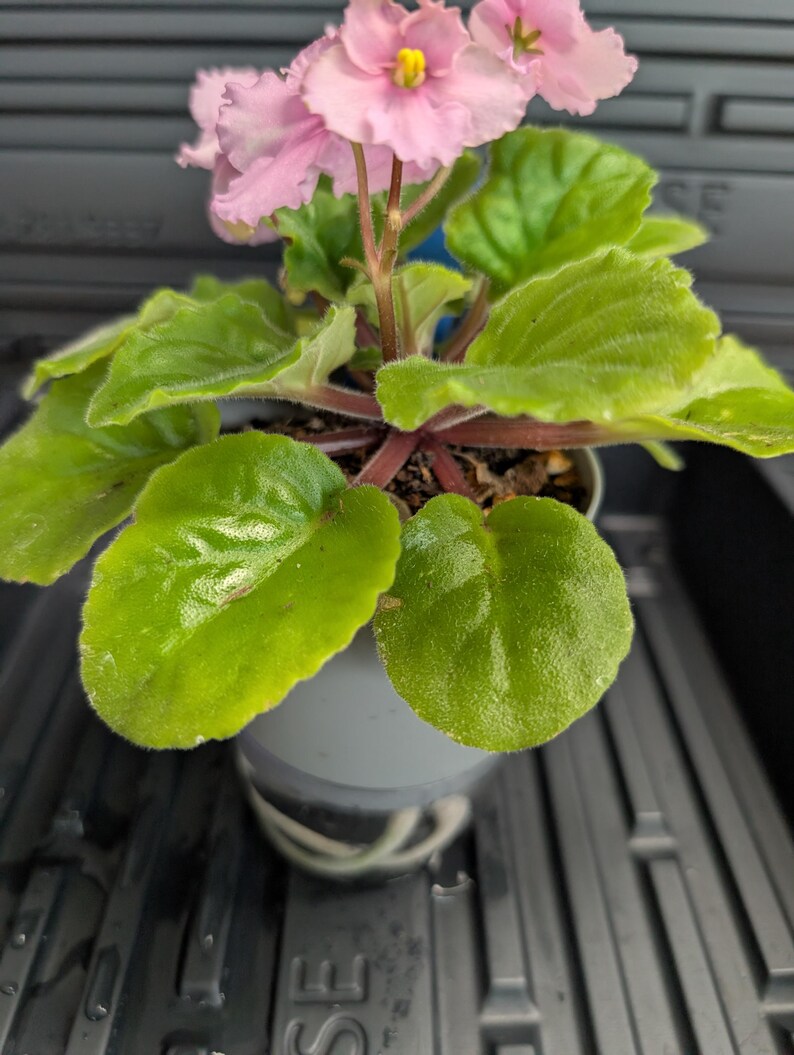 African Violet Light Pink - Etsy