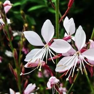 Aonoya Seeds - Etsy Canada
