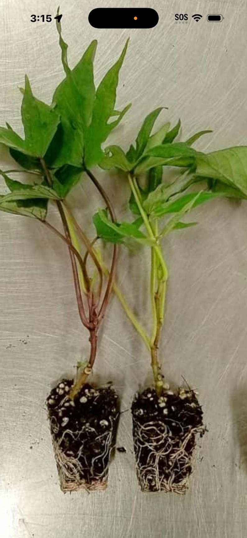 4 Beauregard Sweet Potato Slips. - Etsy