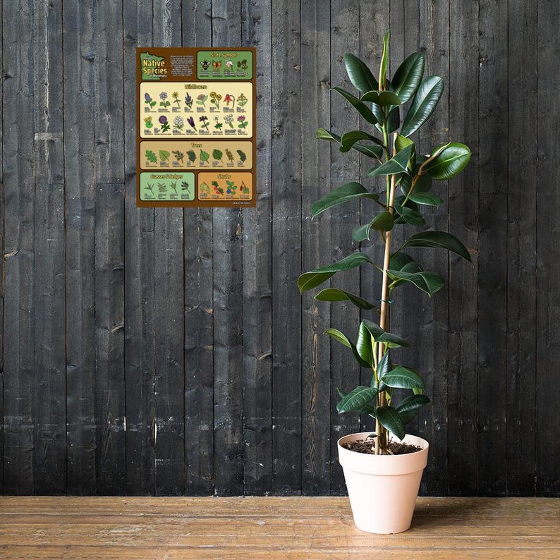 Minnesota Native Plants Poster • Educational Botanical Print of MN ...