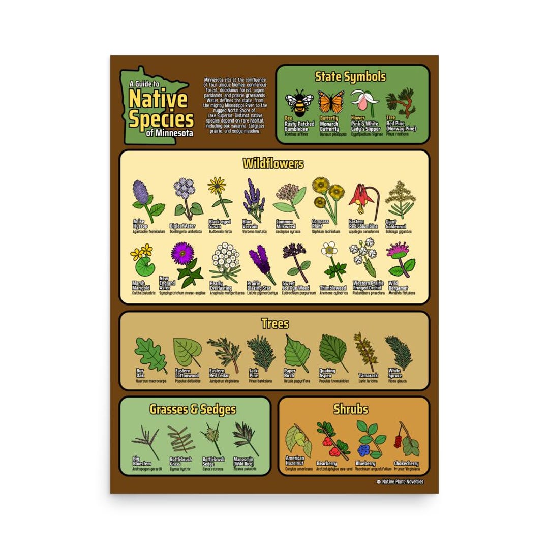 Minnesota Native Plants Poster • Educational Botanical Print of MN ...