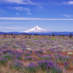 Mt Hood Oregon Mountain Tapestry, Wildflowers, Mountain Range Decor ...