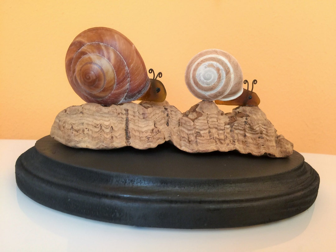 Driftwood Coastal Decor Sea Shell Snail Art Sculpture on Cork FREE ...