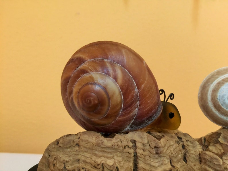 Driftwood Coastal Decor Sea Shell Snail Art Sculpture on Cork - Etsy
