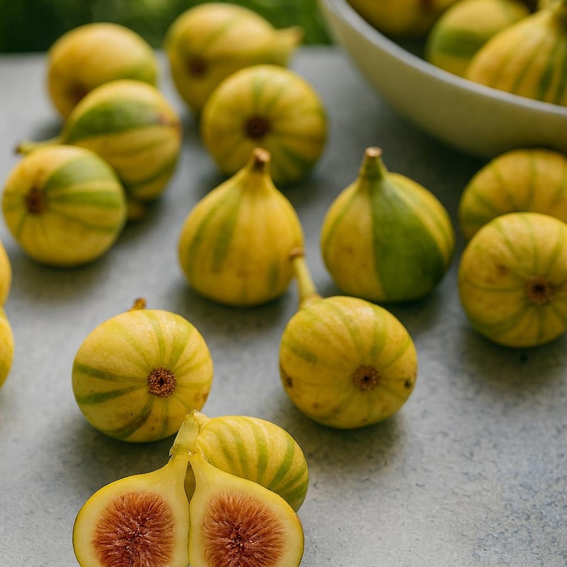 Panache Tiger Stripe Fig Seeds: Rare Sweet Fruit, Grow Your Own (100 ...