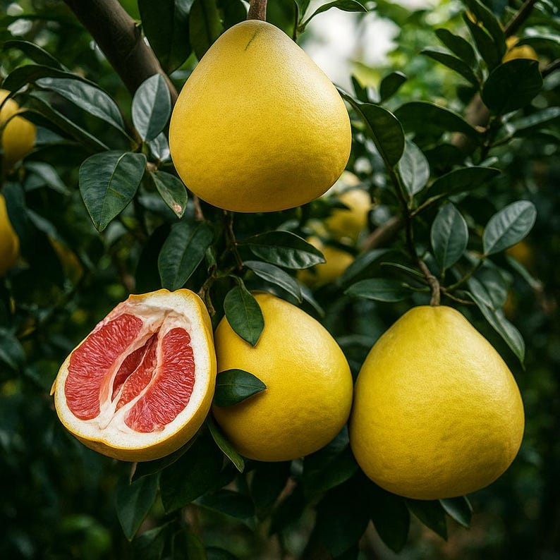 Red Pomelo Tree Seeds: Sweet Citrus Maxima, Fragrant Blooms (5 Seeds ...