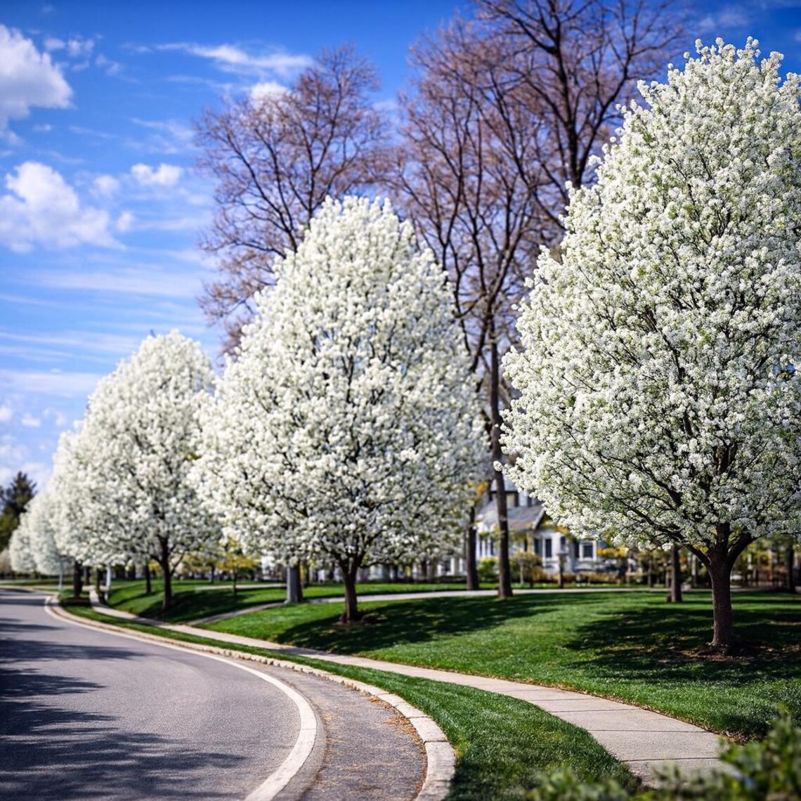 10 European Pear Tree Seeds: Pyrus Communis, Hardy Fruit Tree | White ...