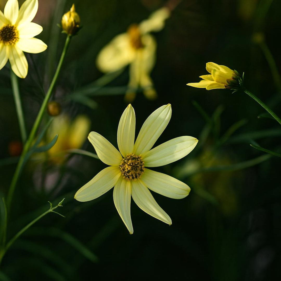 Coreopsis Uptick Series Moonbeam Winning Perennial 4” Live Plant: Long ...