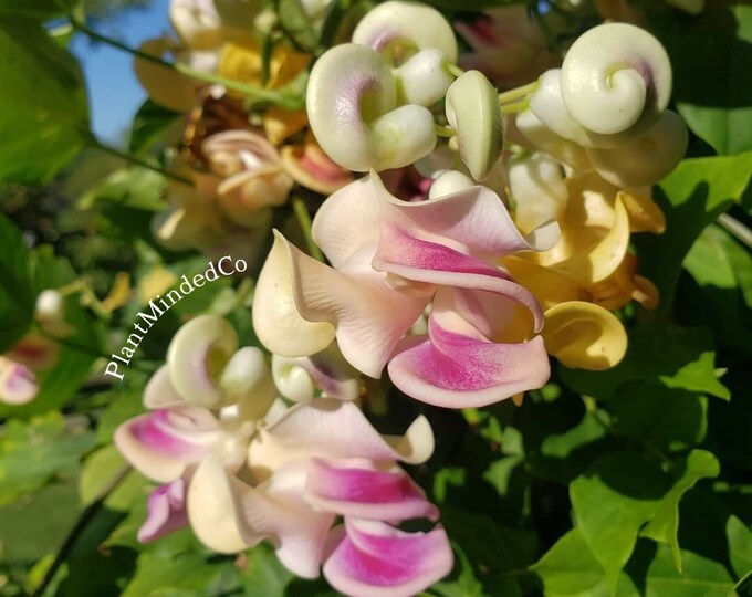 Corkscrew Vine - Vigna Caracalla - Beautiful Highly Scented Flowers ...