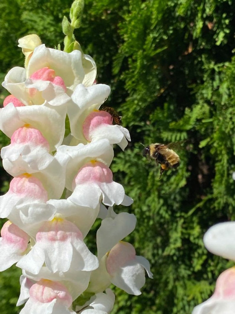 Appleblossom Snapdragon | Sweet Color & Old Time Favorite | 200+ SEEDS ...