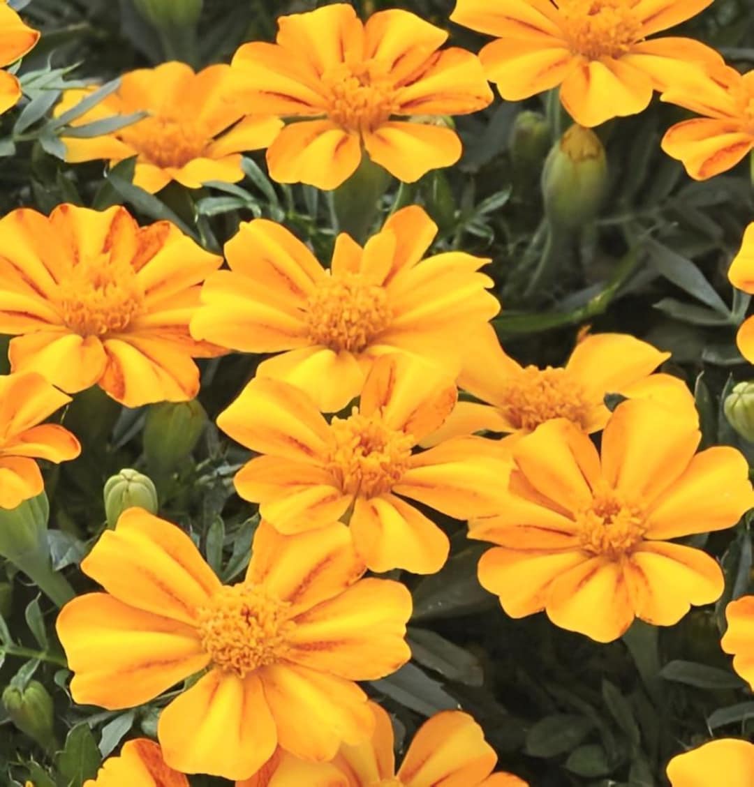 French Marigold Bambino | Beautiful Annual Flower | 25+ SEEDS - Etsy