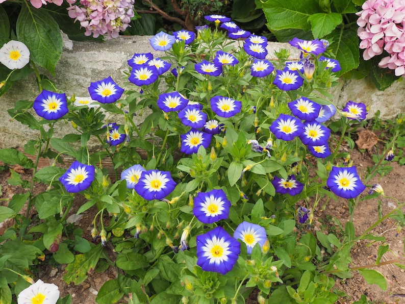 Blue Flash Dwarf Morning Glory | Pretty Groundcover | Striking Border ...