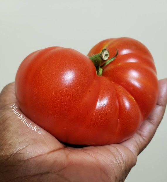 BIG RED TOMATO Heirloom the Original Great Tasting - Etsy