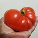 BIG RED TOMATO Heirloom the Original Great Tasting Read the Story ...