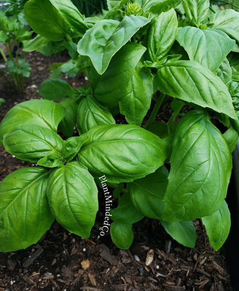 Large Leaf Italian Basil - Heirloom - Homegrown - Reseeds and Brings ...
