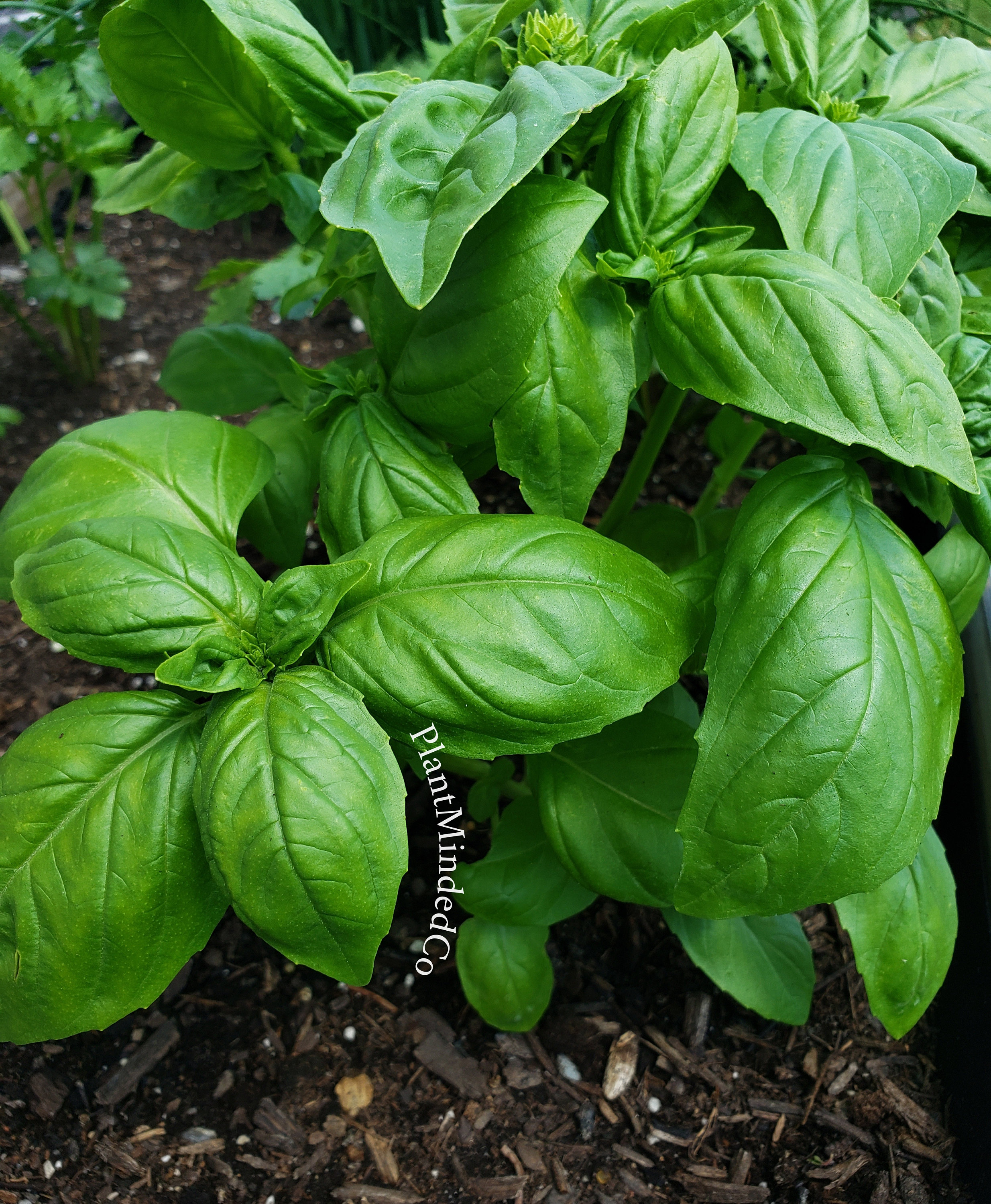 Large Leaf Italian Basil - Heirloom - Homegrown - Reseeds and Brings ...