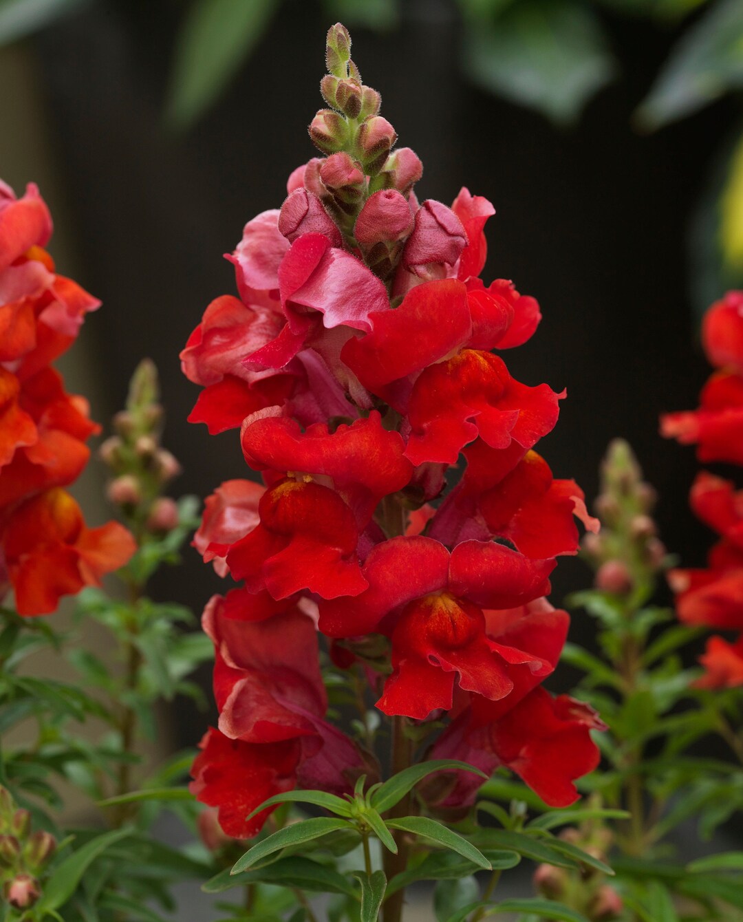 Crimson Red Snapdragon | Striking Color! & Old Time Favorite | up to 3 ...