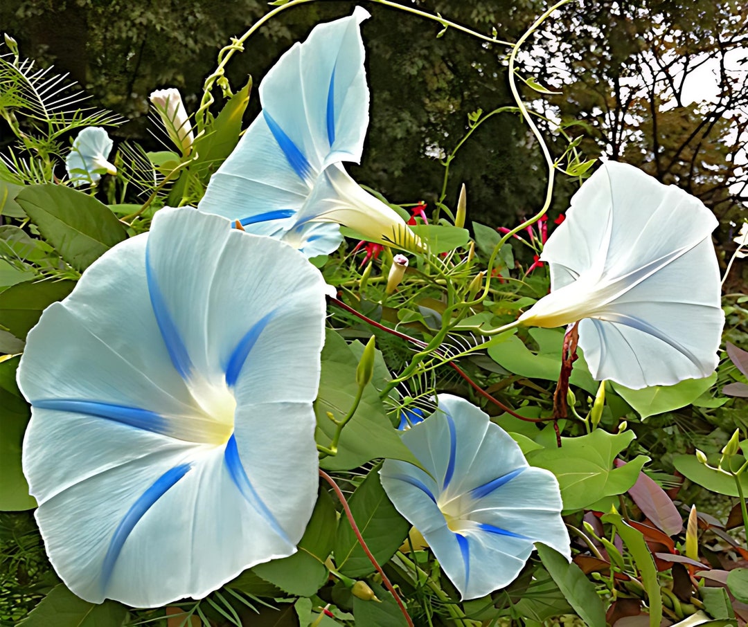 Blue Star Morning Glory (ipomoea Tricolor) Grannyvine | Beautiful ...