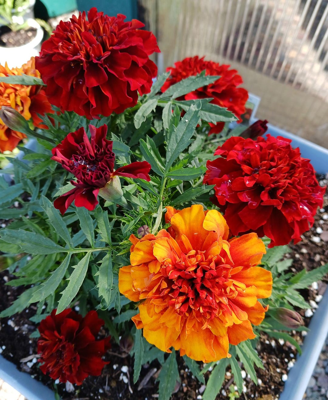 Marigold "fireball" | Beautiful Annual Flower | 25 SEEDS - Etsy