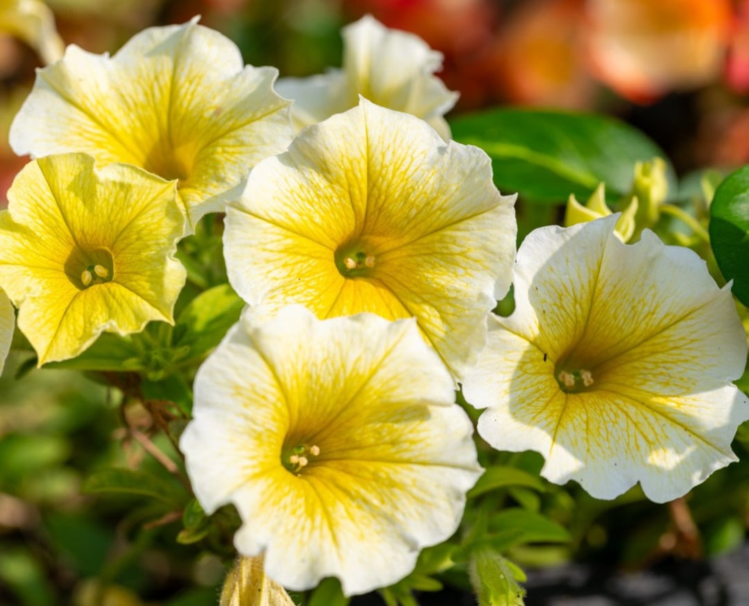 Easy Wave Yellow PETUNIA | BEAUTIFUL Blooms | 50+ Seeds - Etsy
