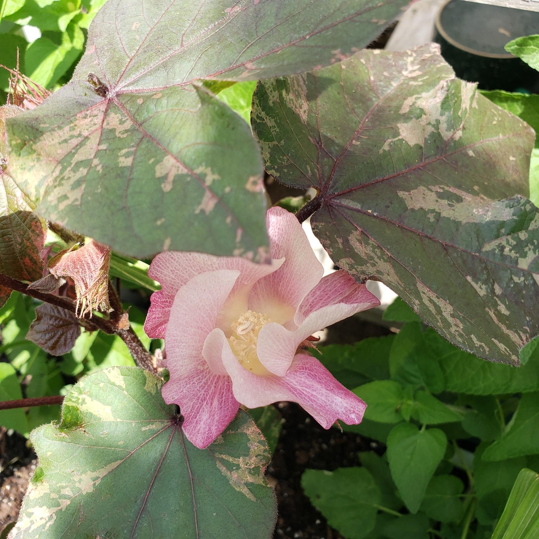 Red Variegated Cotton | Gossypium ‘albe Red Variegated | 10 SEEDS - Etsy