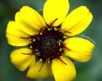 Chocolate Daisy Flower 10 Seeds Berlandiera Lyrata - Etsy