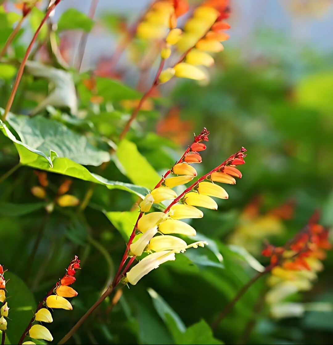 Exotic Love Vine | Mina Lobata | Firecracker Vine | Spanish Flag | 15 ...