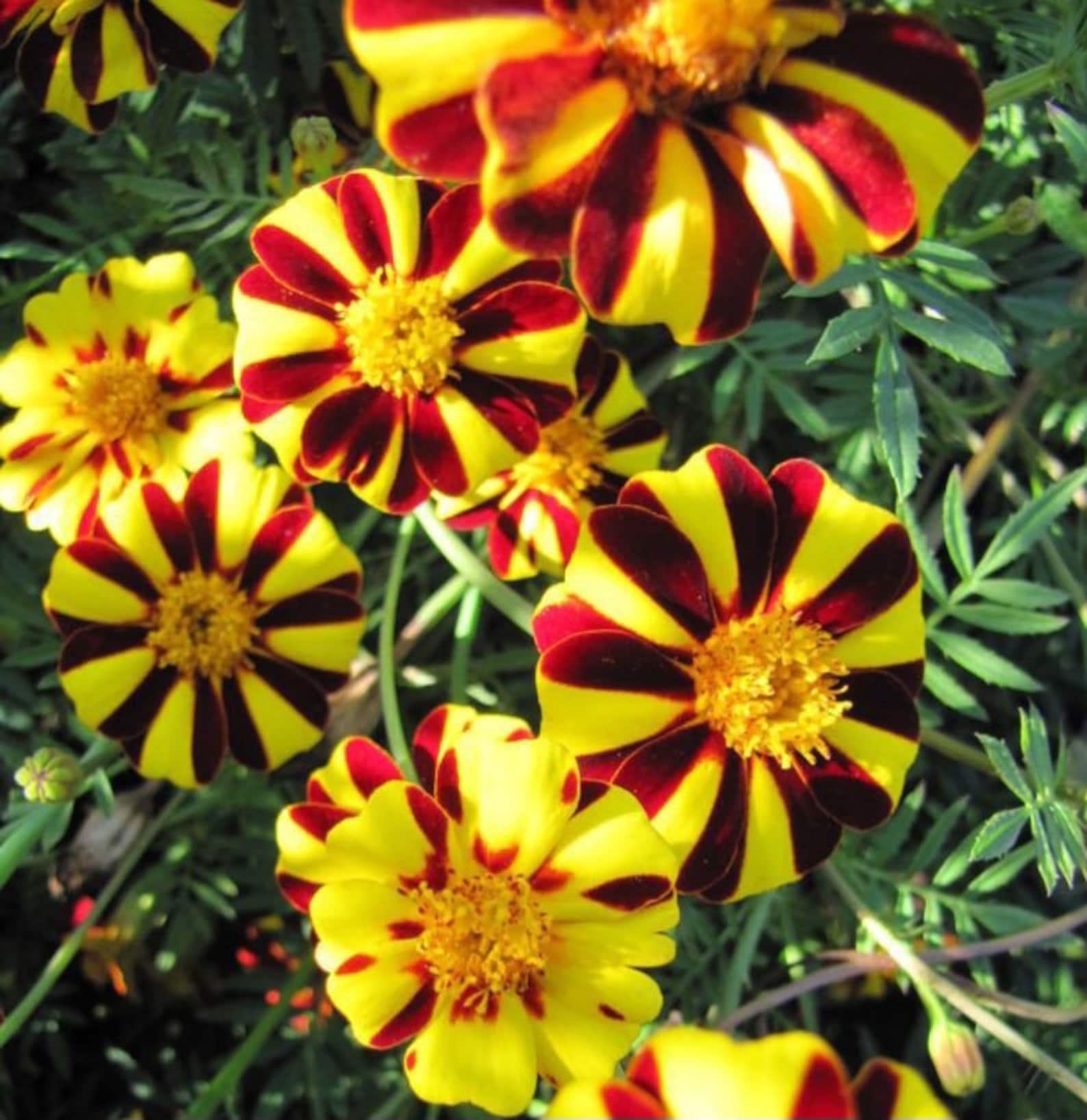 French Marigold Jolly Jester | Beautiful Annual Flower | 50+ SEEDS - Etsy