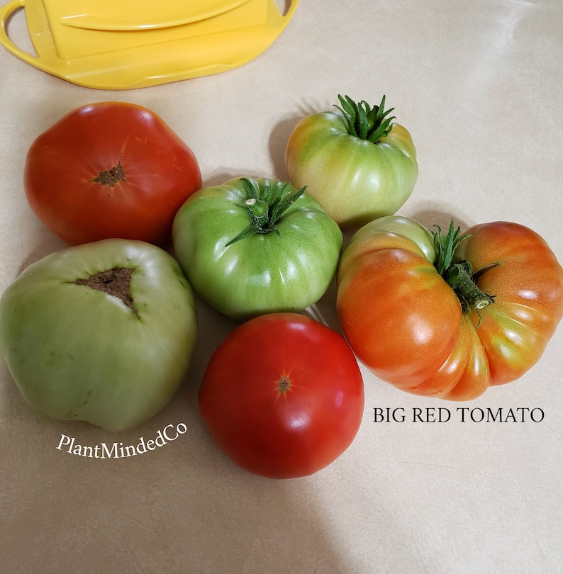 BIG RED TOMATO Heirloom the Original Great Tasting - Etsy
