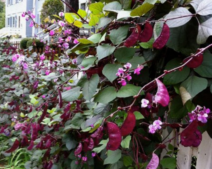 Purple Hyacinth Bean Vine - Lablab Purpureus - Beautiful Mahogany ...
