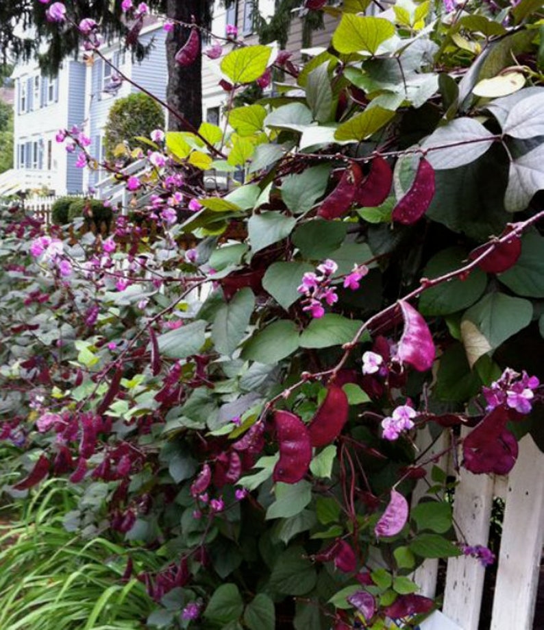 Purple Hyacinth Bean Vine Lablab Purpureus Beautiful Mahogany Veined ...