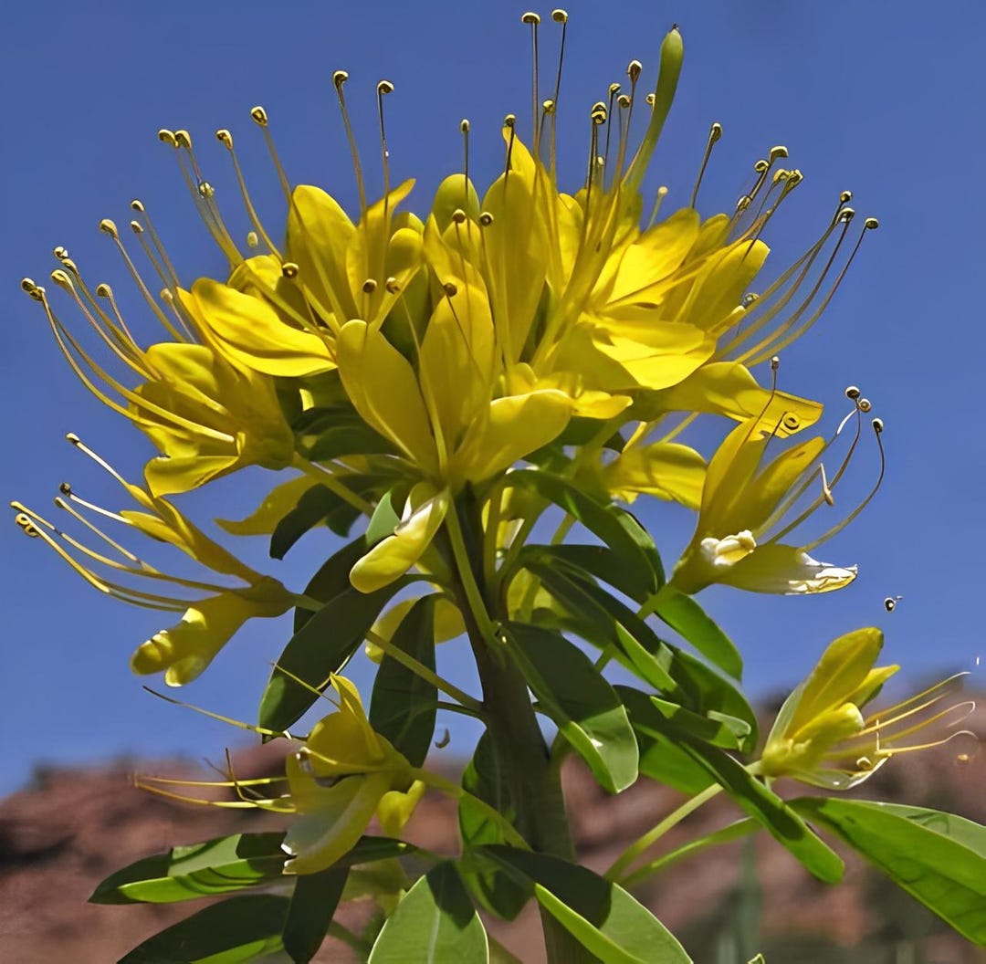 Yellow Beeplant - Cleome Lutea - Drought Tolerant Wildflower | Yellow ...
