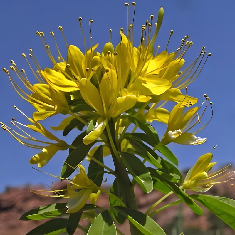 PlantMindedCo - Etsy