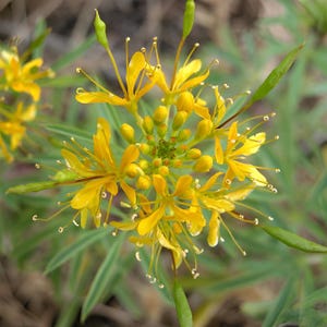 Yellow Beeplant - Cleome Lutea - Drought Tolerant Wildflower | Yellow ...