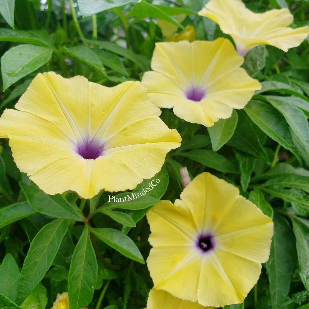 Ipomoea Tuberculata | RARE | Yellow Morning Glory | * Please Read the ...