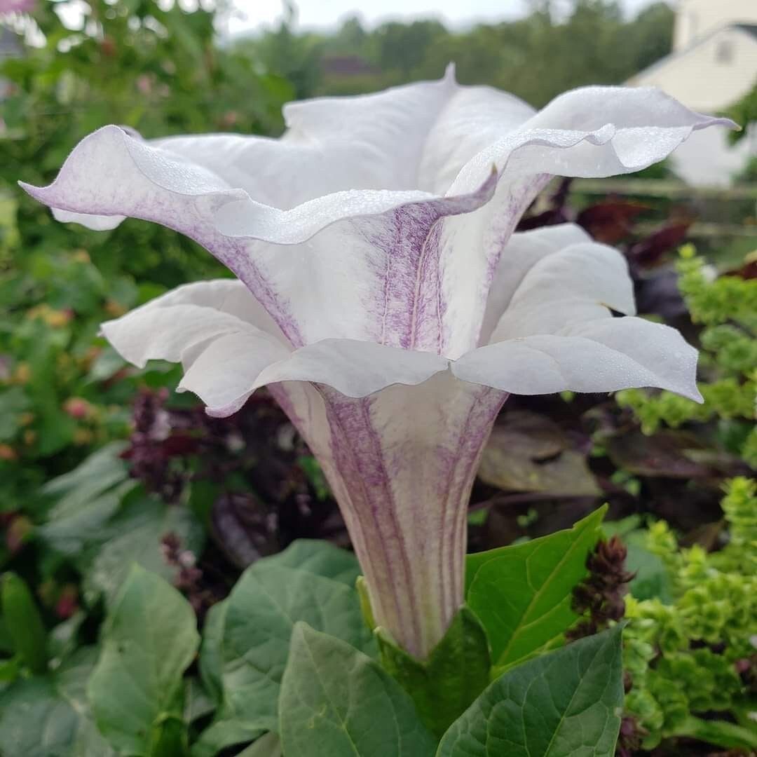 Purple Striped Beauty Datura | HIGHLY SCENTED | Striking Double Blooms ...