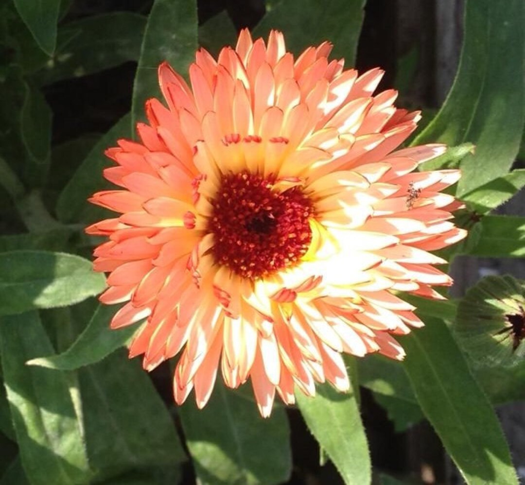 Calendula Triangle Flashback | A.K.A. Zeolights | Organic Pot Marigold ...
