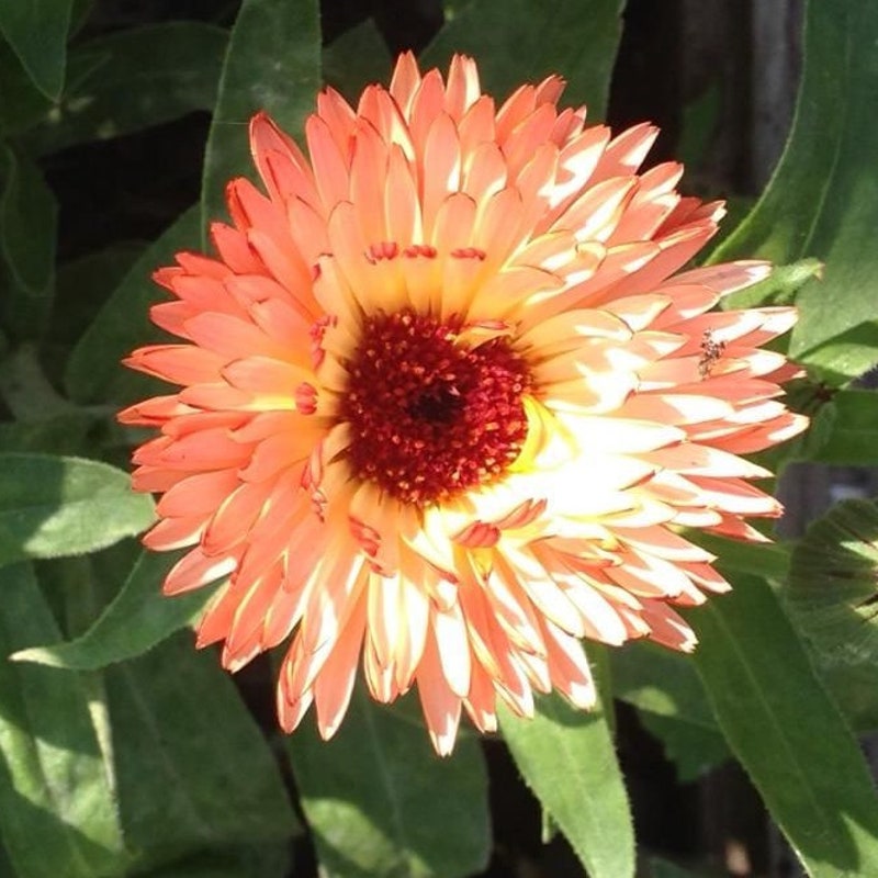 PlantMindedCo - Etsy