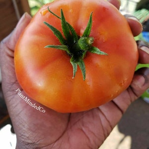 BIG RED TOMATO - Heirloom - the Original - Great Tasting - Read the ...
