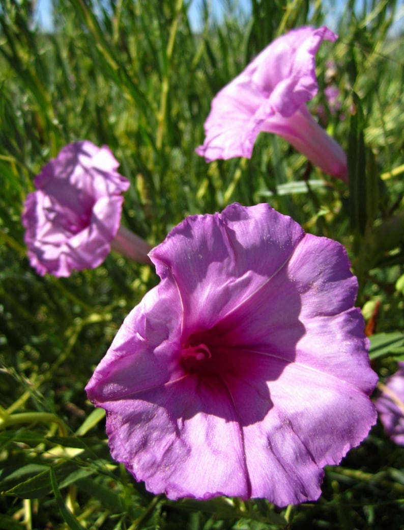 Bush Morning Glory ipomoea Leptophylla Perennial Bush Moon Flower 7 ...